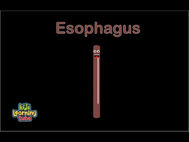 The Esophagus Anatomy Function And Health Schooltube