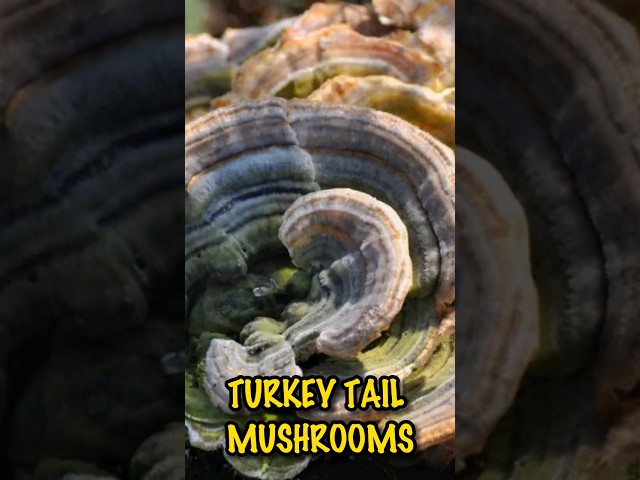 Turkey Tail Mushrooms: Unlocking the Secrets of Radiant Skin | SchoolTube Turkey Tail Mushrooms: Unlocking the Secrets of Radiant Skin | SchoolTube