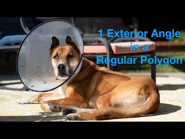 Exterior Angles of Regular Polygons: A Comprehensive Guide | SchoolTube Exterior Angles of Regular Polygons: A Comprehensive Guide | SchoolTube
