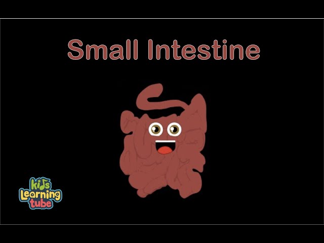Small Intestine Anatomy Song: Learn the Parts & Functions | SchoolTube Small Intestine Anatomy Song: Learn the Parts & Functions | SchoolTube