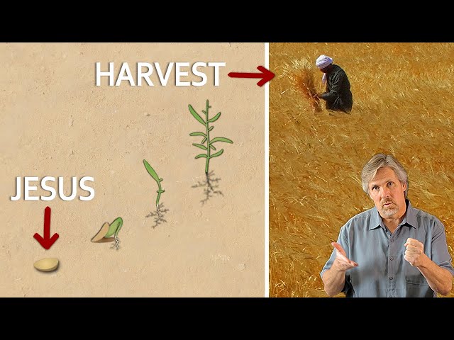 The Parable of the Wheat: A Deeper Dive into Jesus' Sacrifice | SchoolTube The Parable of the Wheat: A Deeper Dive into Jesus' Sacrifice | SchoolTube