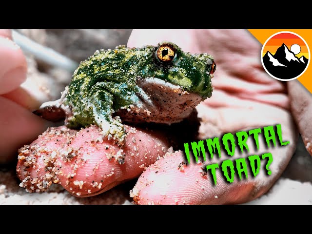 The Sonoran Desert's Zombie Toad: A Fascinating Adaptation | SchoolTube The Sonoran Desert's Zombie Toad: A Fascinating Adaptation | SchoolTube
