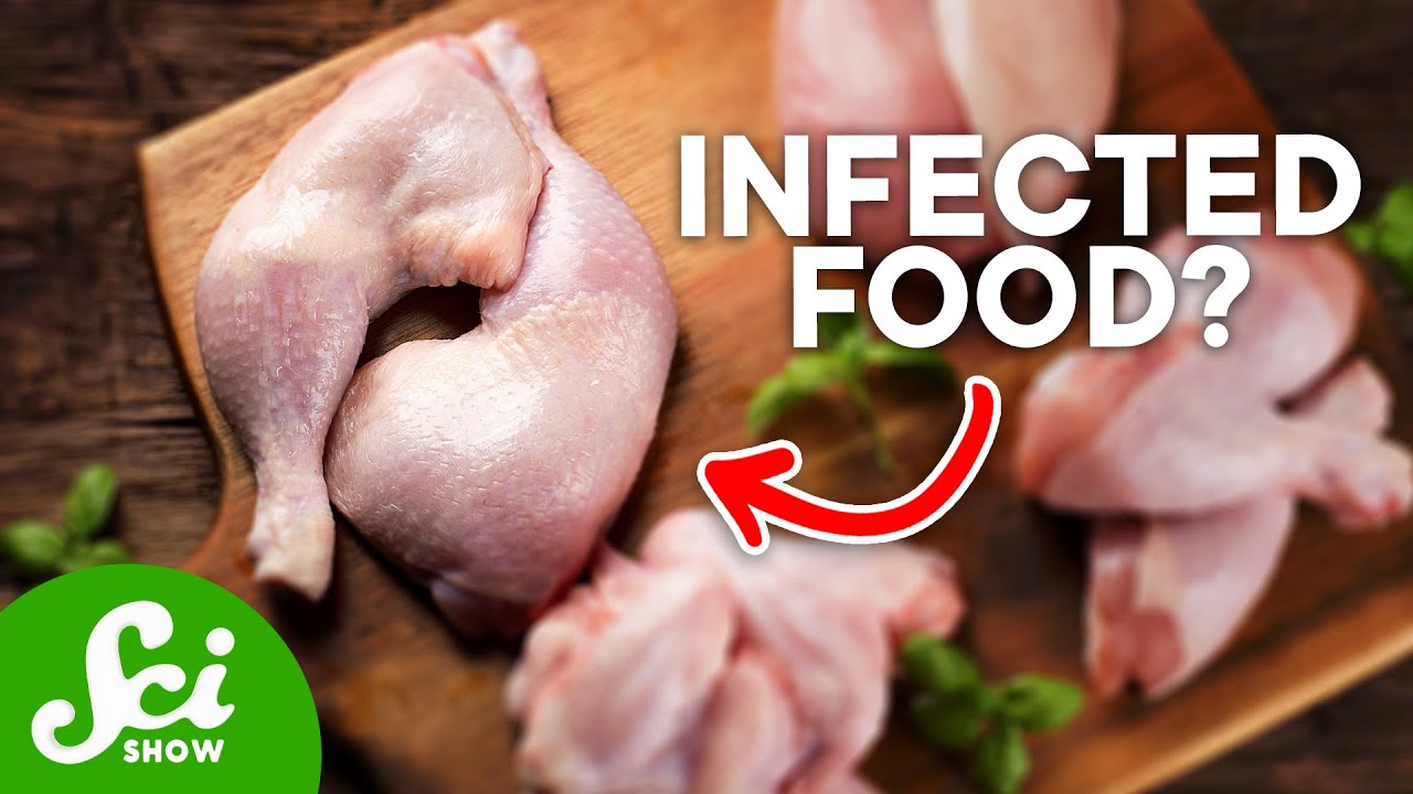 Decoding Your Gut: From Food Poisoning to Digestive Health | SchoolTube Decoding Your Gut: From Food Poisoning to Digestive Health | SchoolTube
