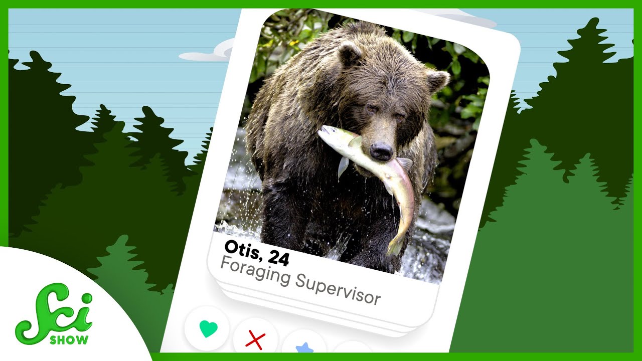 Unveiling the Secret Language of Bears: How Trees Connect Them | SchoolTube Unveiling the Secret Language of Bears: How Trees Connect Them | SchoolTube